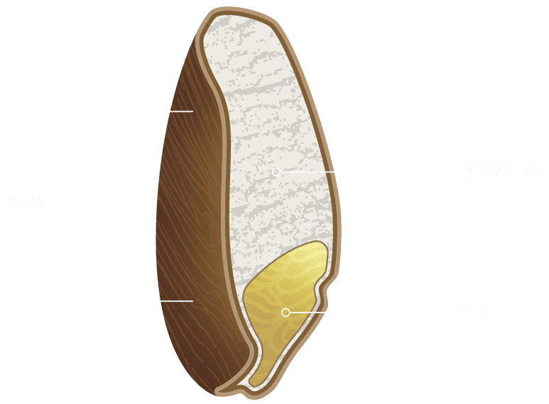 Kansas Wheat Innovation Center | Kansas Wheat Innovation Center